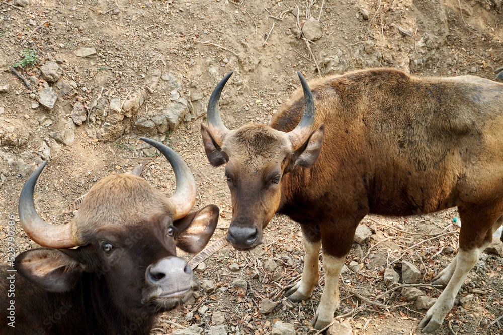 Indian Gaur, Bison, Buffalo grazing in the muddy outdoor field at ...