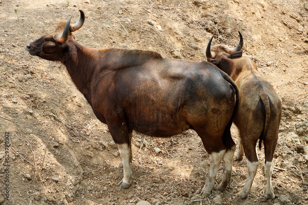 Indian Gaur, Bison, Buffalo grazing in the muddy outdoor field at ...