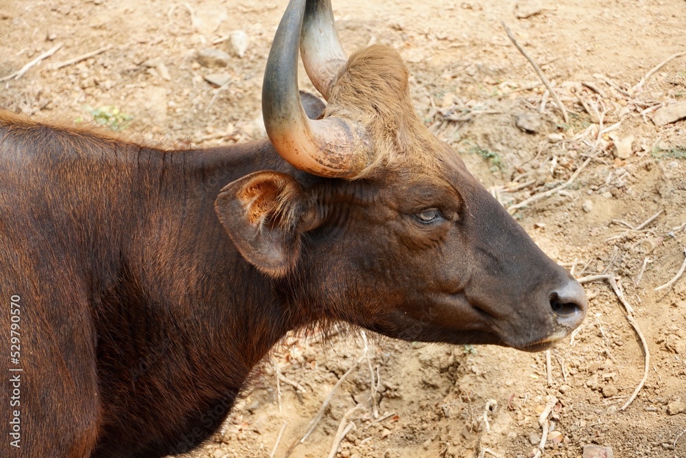 Indian Gaur, Bison, Buffalo grazing in the muddy outdoor field at ...