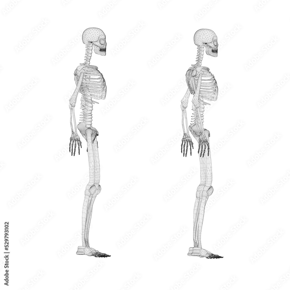 Set with human skeleton wireframe from black lines isolated on white ...