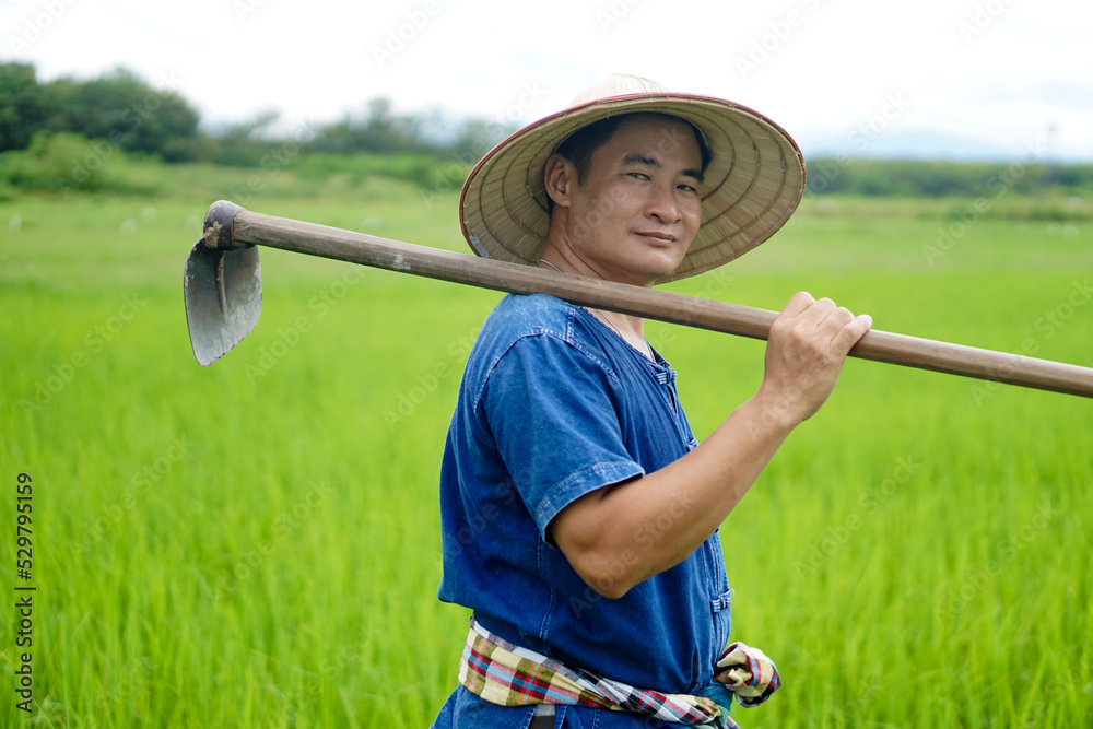 Asian man farmer is at paddy field, wears hat, blue shirt and holds a ...