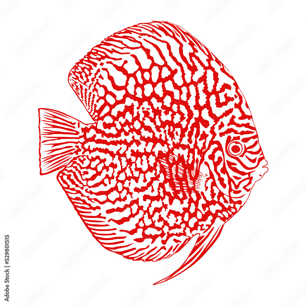Symphysodon, colloquially known as Discus Fish, Silhouette Illustration ...