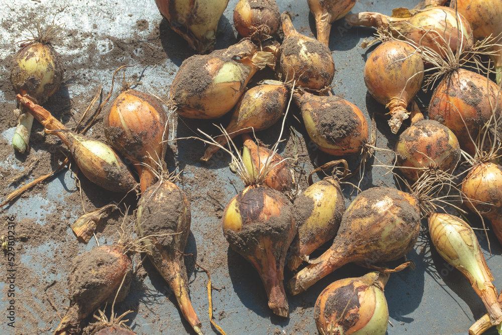 Top view of many heads of dirty onions stained with soil. Real picture ...