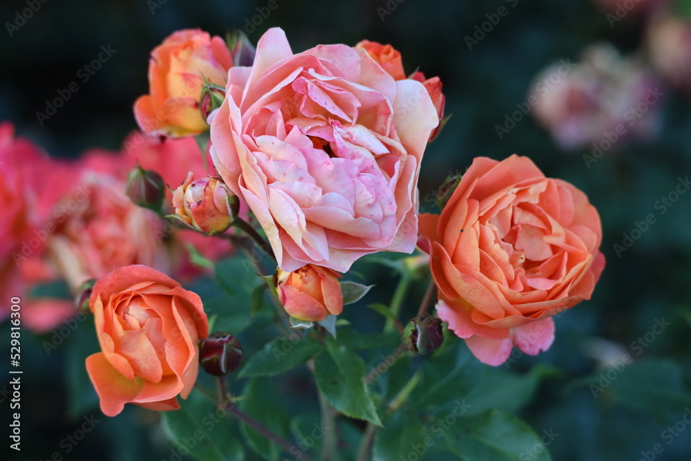 Phoenix flower head of a rose in de Guldemondplantsoen Rosarium in ...
