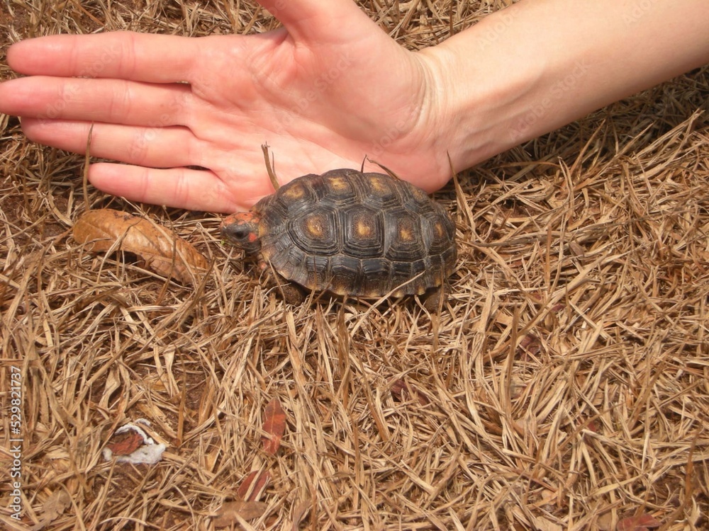 Chelonoidis carbonaria, also known by the names: (Jabuti,jaboti ...