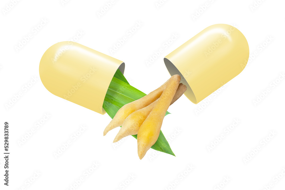 Fingerroot (Chinese Ginger, Galingale, Kaempfer, Boesenbergia rotunda ...