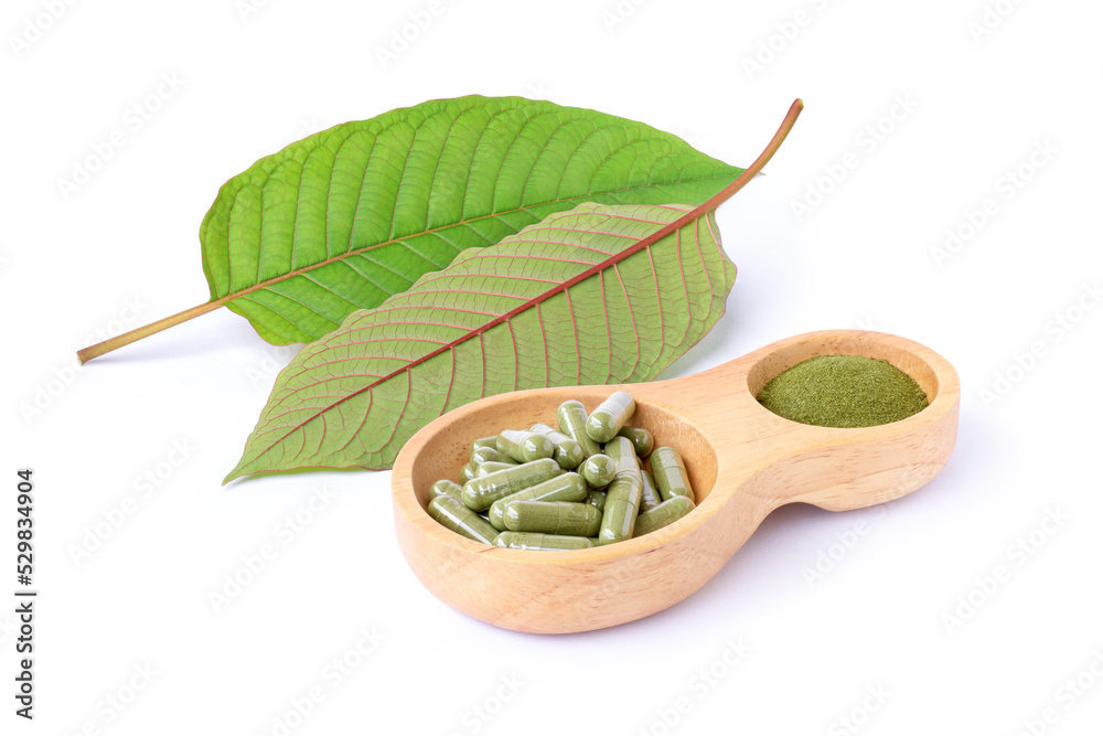 Fresh green Kratom leaves (Mitragyna speciosa) with pile of dry plant and natural herbal ...