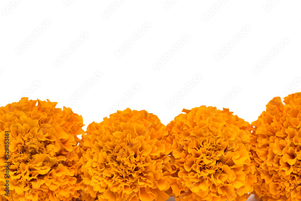 cempasuchil flowers isolated on white background for day of the dead ...
