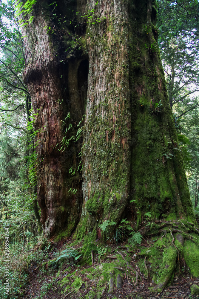 Old Big tree at Alishan national park area in Taiwan. Stock Photo ...