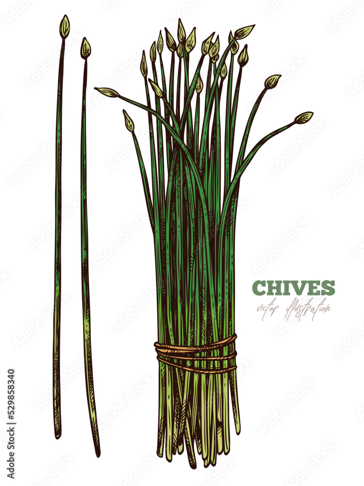 Garlic chinese chives sketch vector illustration - bulb and stem of ...