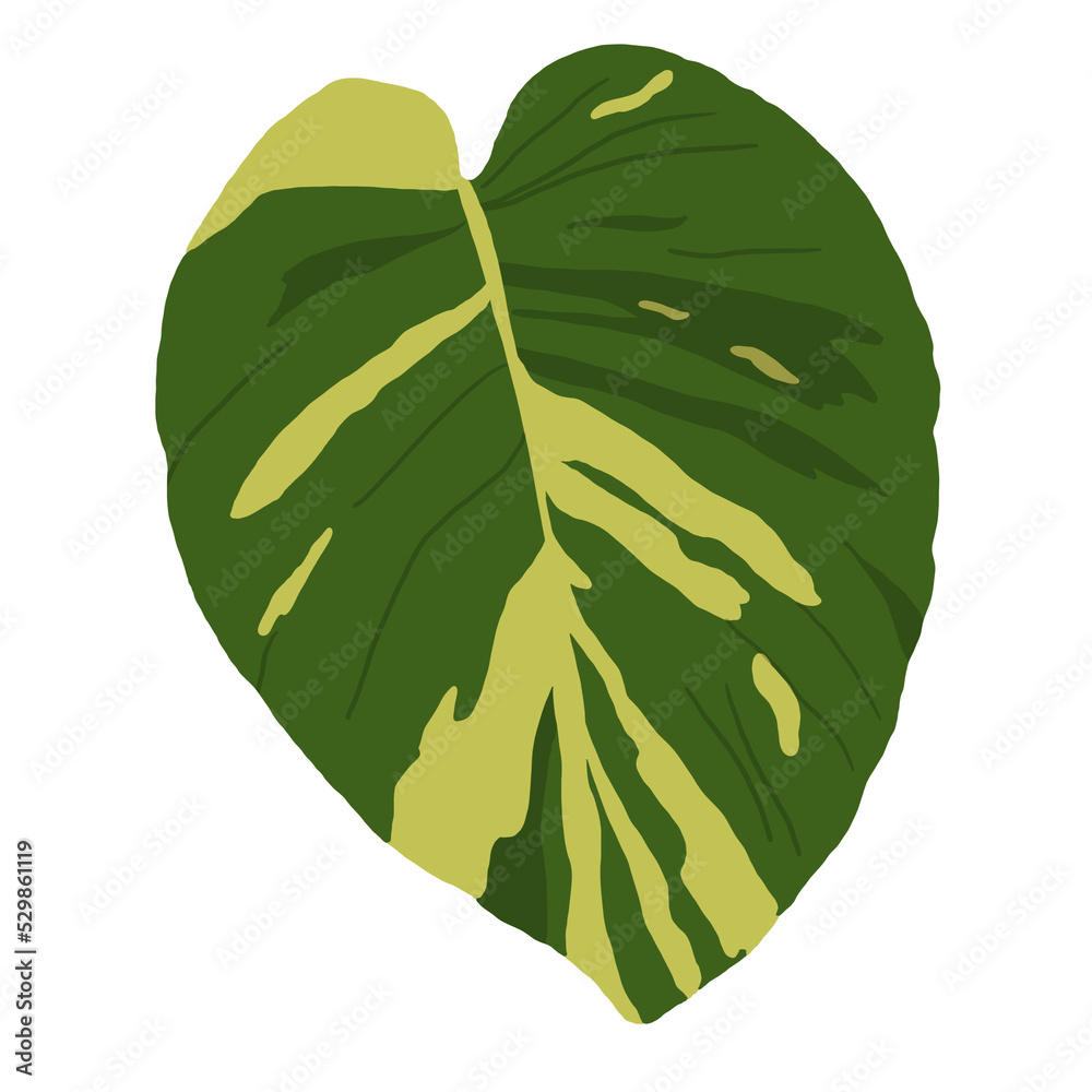 minimal natural variegated leaf in cartoon hand drawn style isolated on ...