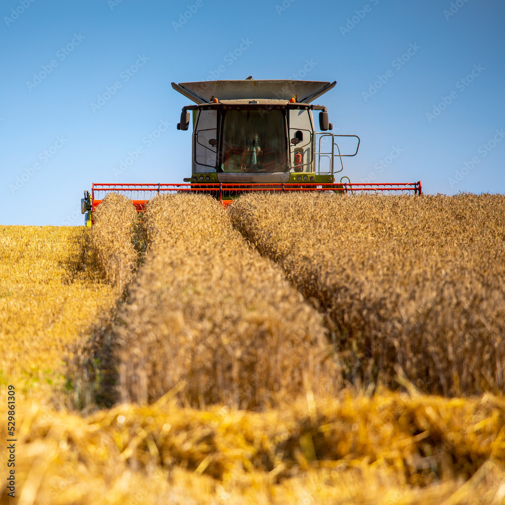 Agriculteur au volant de sa moissonneuse en train de récolter le blé ...