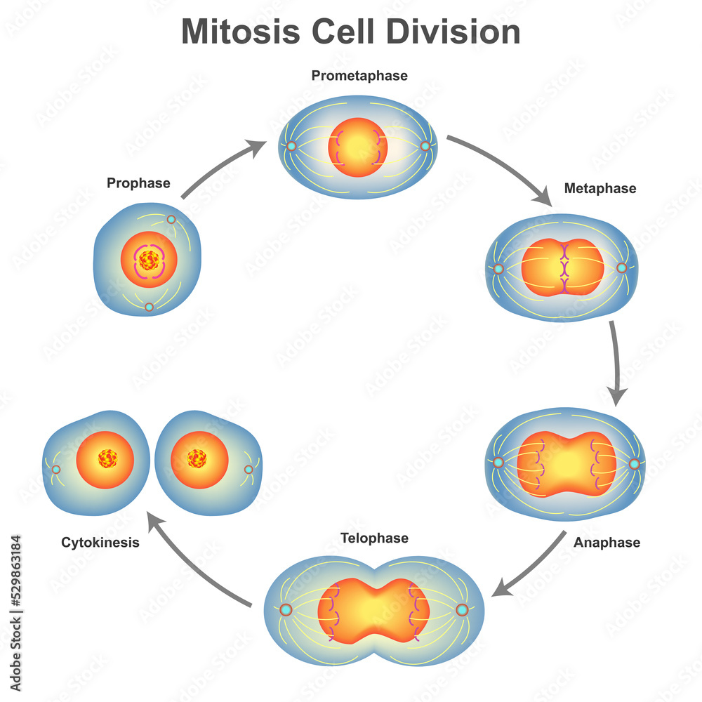 Mitosis cell division in biology vector illustration Stock Illustration ...