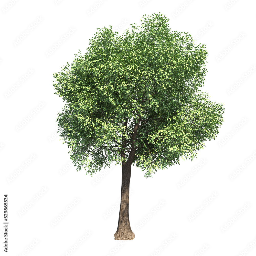 deciduous tree, isolate on a transparent background, 3d render Stock ...