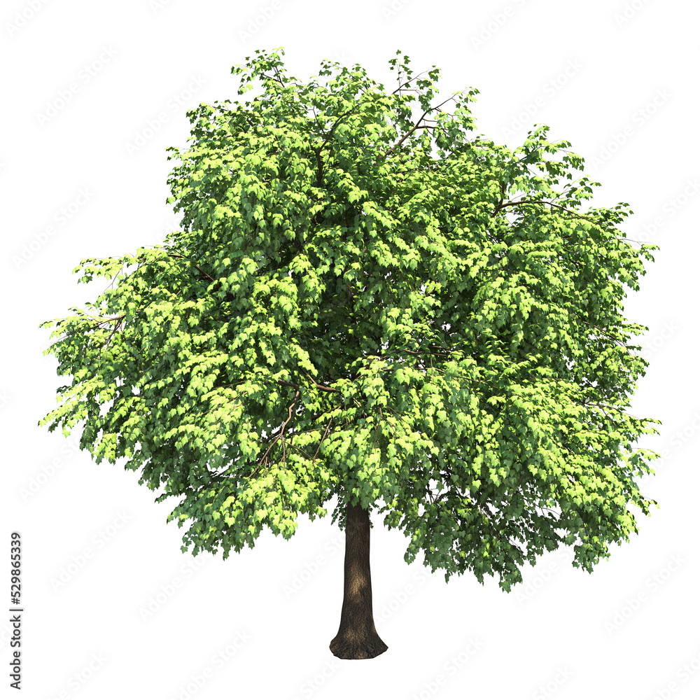 deciduous tree, isolate on a transparent background, 3d render Stock ...