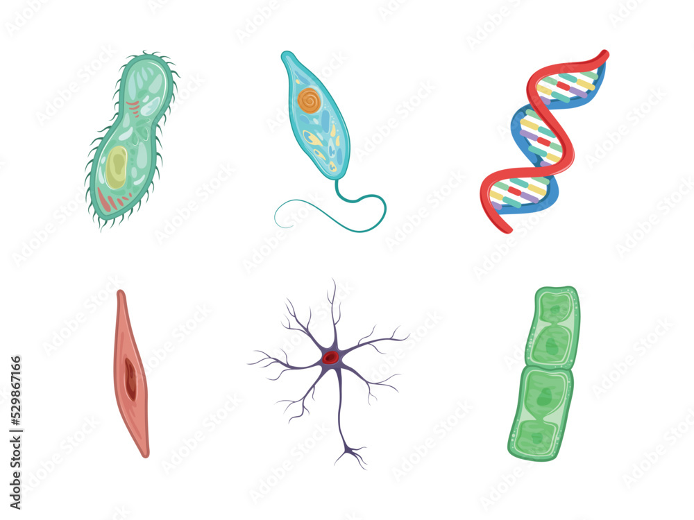 Human Cells as Structural Body Unit with Cytoplasm and Membrane Vector ...