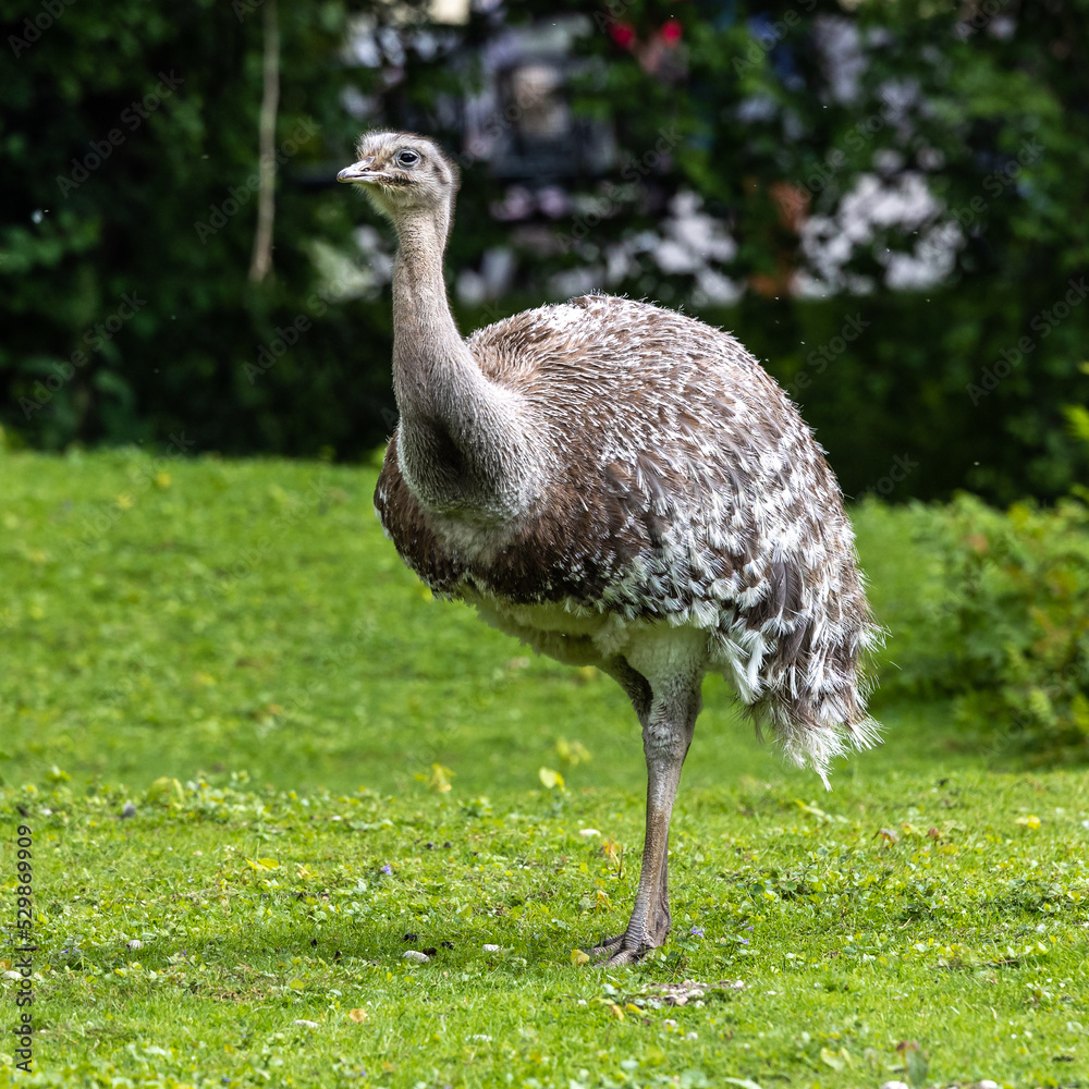 Darwin's rhea, Rhea pennata also known as the lesser rhea. Stock Photo ...