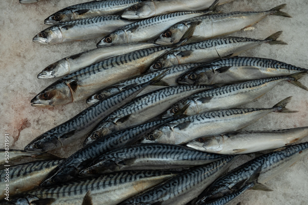 Zdjęcie Stock: Mackerel remain chilled on a bed of ice waiting to be ...
