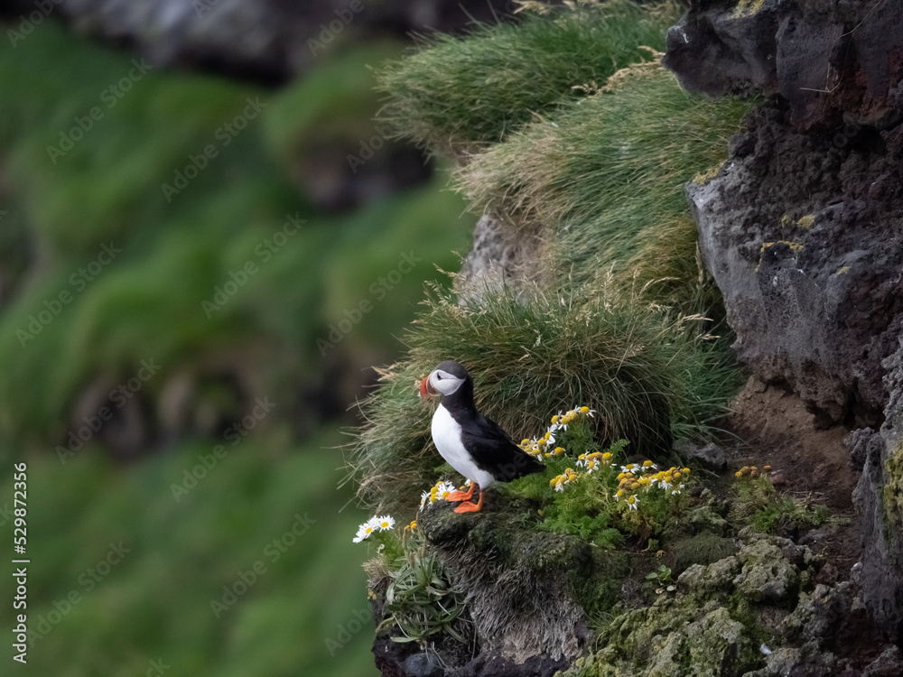 Fascinating view of Atlantic puffin colonies on the cliffs of Storhofdi ...