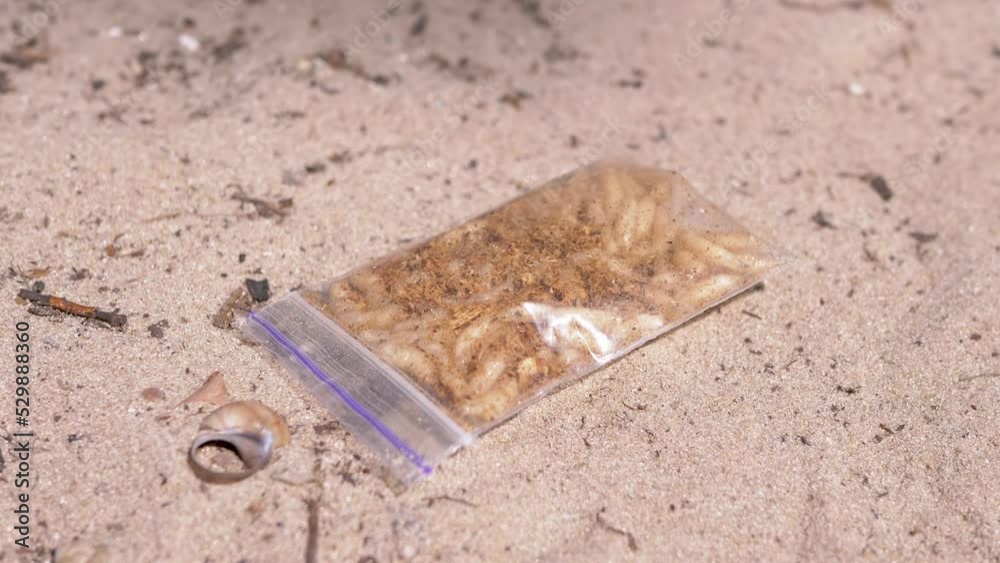 Closed Transparent Pack with Caught Larvae of White Maggot Flies Lies ...