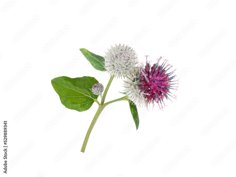 Burdock or arctium flowers and leaves isolated transparent png Stock ...