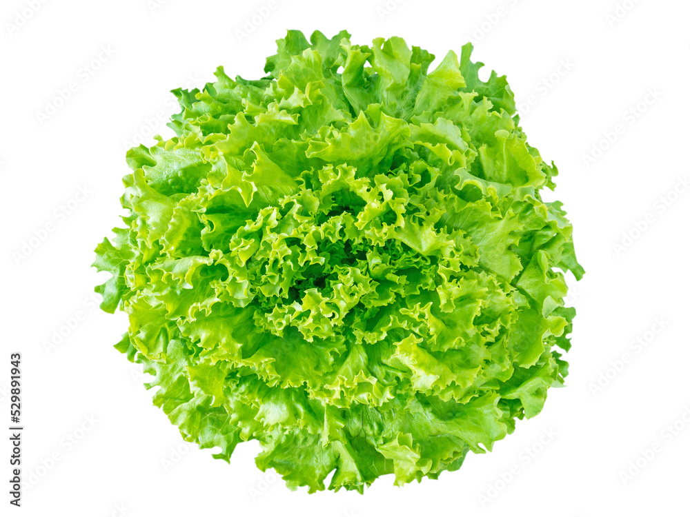Green batavia lettuce salad head top view isolated transparent png ...