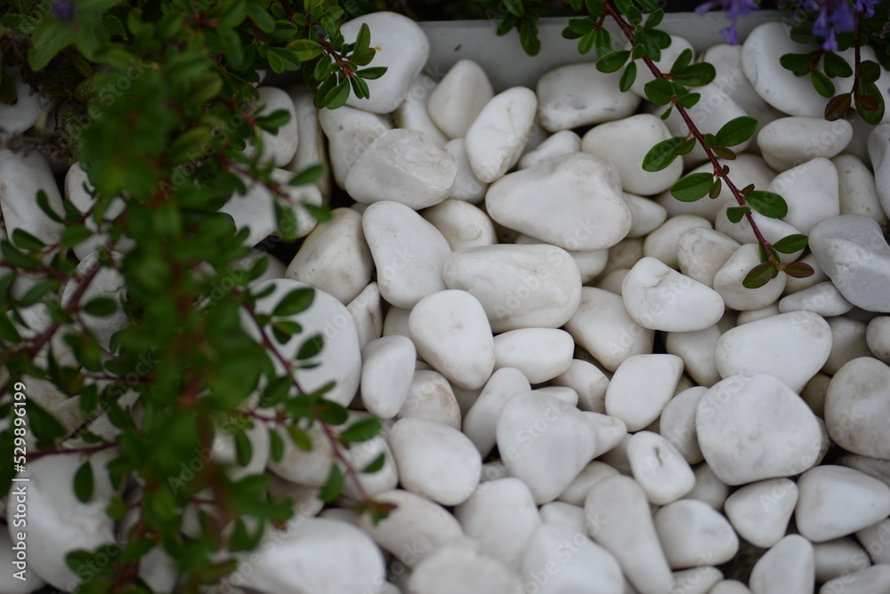 green bush against the background of perfectly round white stones ...