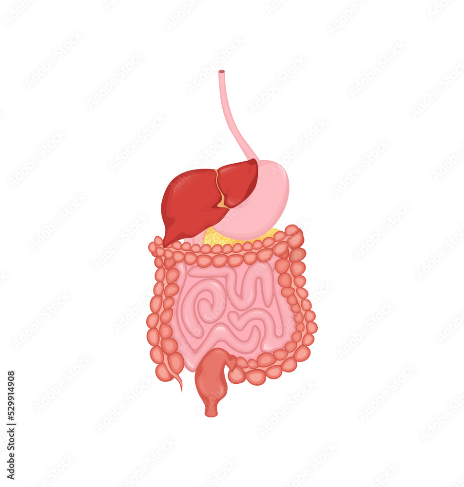 Cartoon digestive system for medical design. Flat vector illustration ...