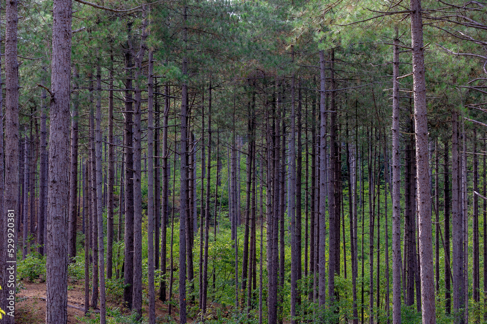 Summer landscape with pine trees trunk in the forest, A pine is any ...