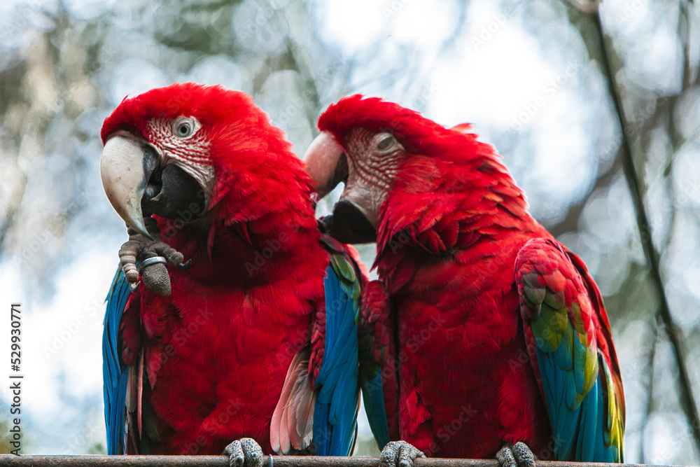 GUACAMAYOS azules rojos y amarillos en naturaleza Stock Photo | Adobe Stock