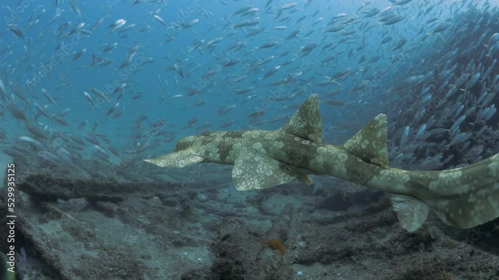 Scuba diver following a shark as it swims over a sunken shipwreck ...