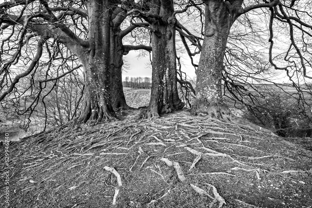 Obraz na płótnie Tolkien's trees at Avebury, England. Trees that ...