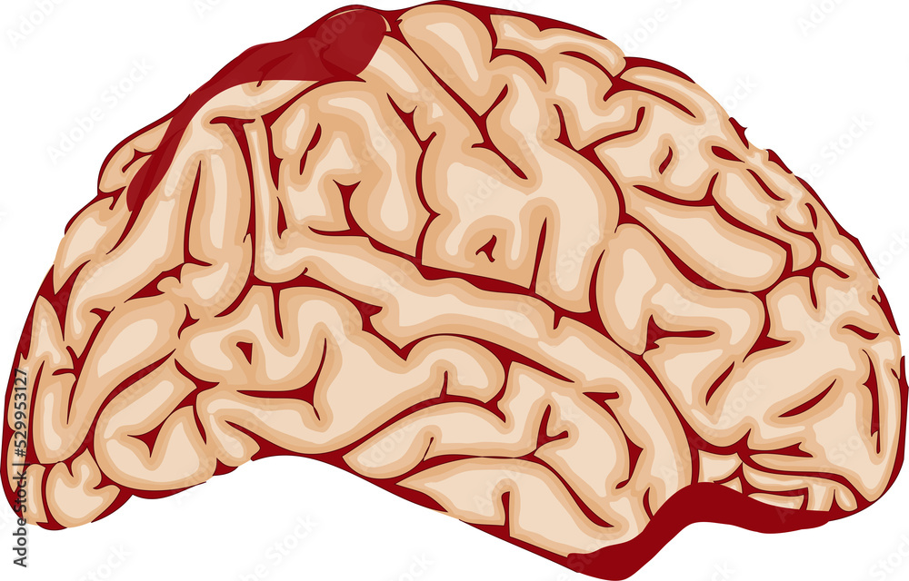 Cartoon horror halloween obejct bloody brain Stock Illustration | Adobe ...