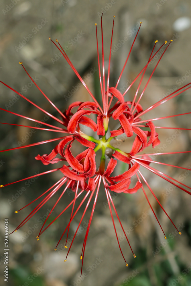 Red spider lily (Higanbana, Lycoris radiata)", circular flowerhead macro photography. Stock ...
