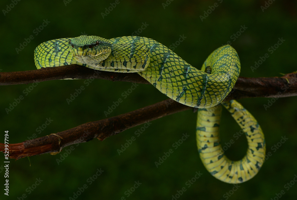 Tropidolaemus subannulatus, Bornean keeled green pit viper is a ...