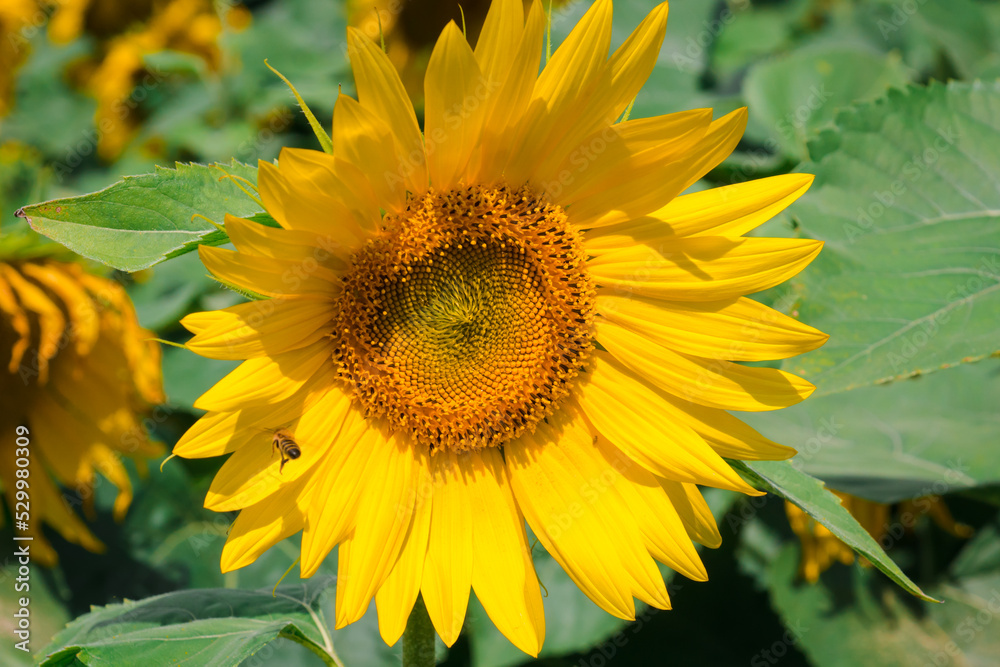 Honey bee pollinating sunflower plant. A tiny bee flying to a large ...