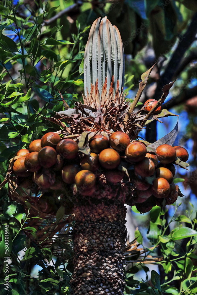 Fire-fern or Cycas armstrongii cycad plant in fruiting season. Darwin ...