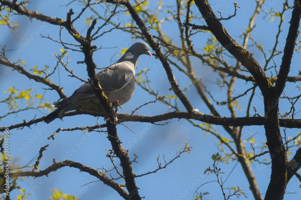 Colombaccio (Columba palumbus) tra i rami di un albero su sfondo cielo ...