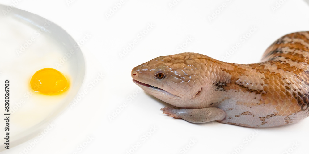 Skink lizard (family Scincidae) while feeding their favorite food - an ...