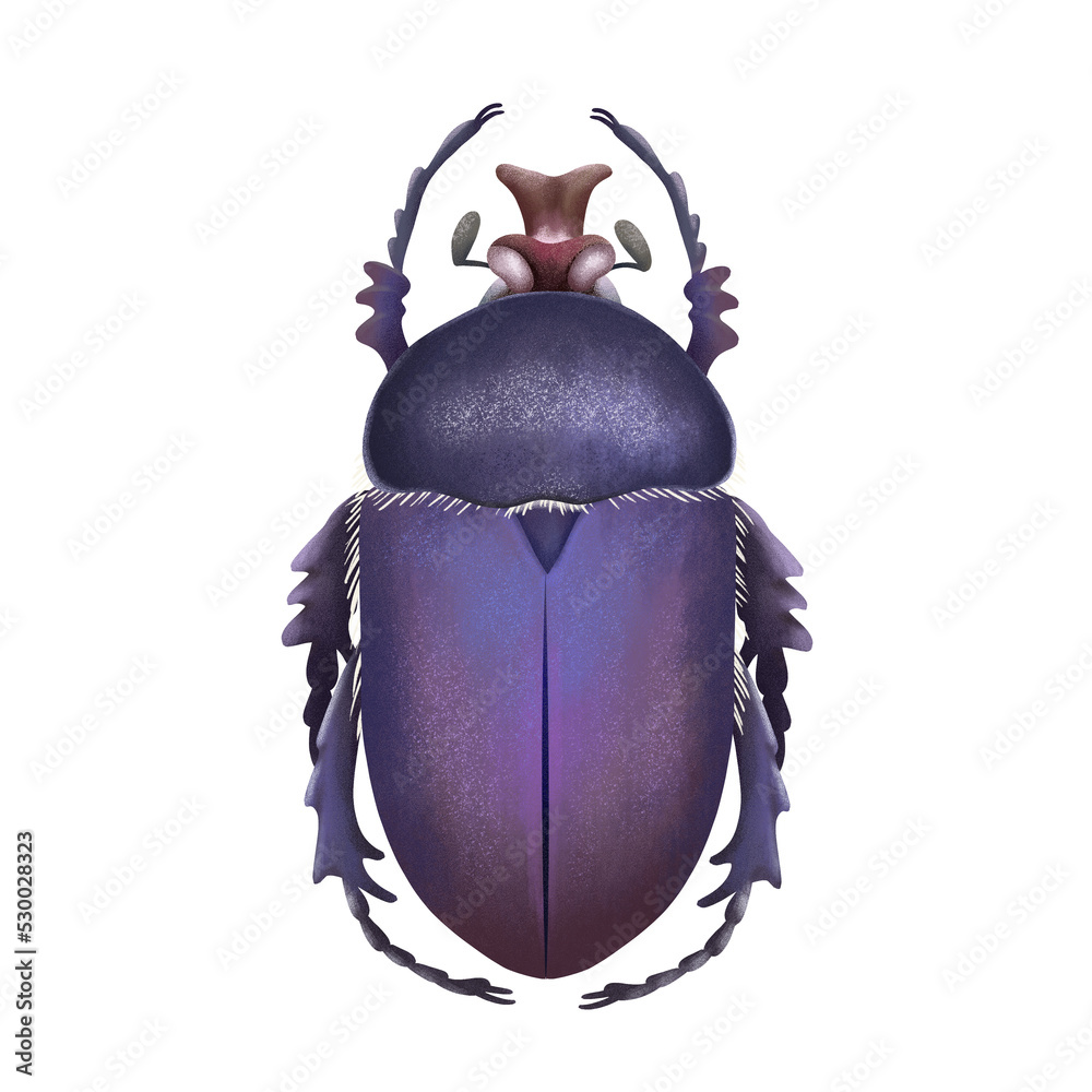 Purple beetle top view isolated on transparent background Stock ...