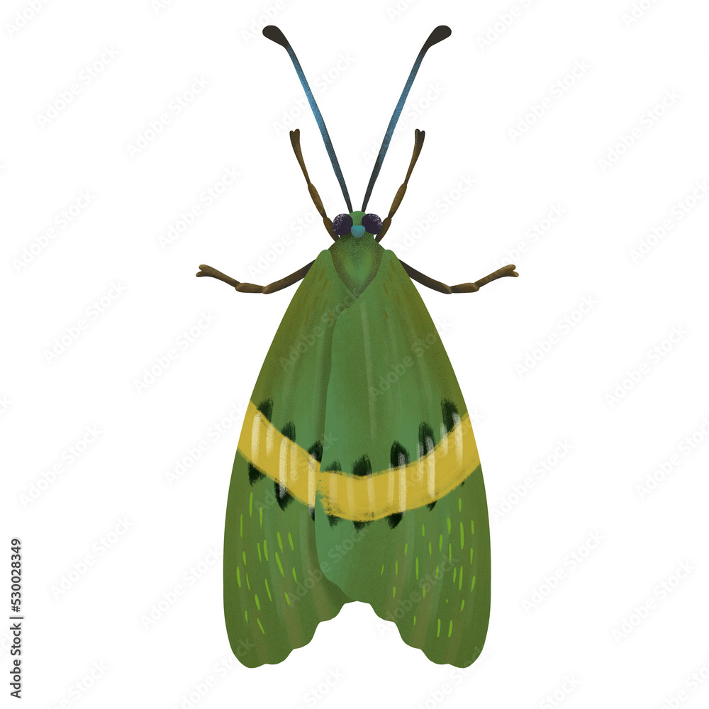 Green bright moth, cartoon style isolated on transparent background ...