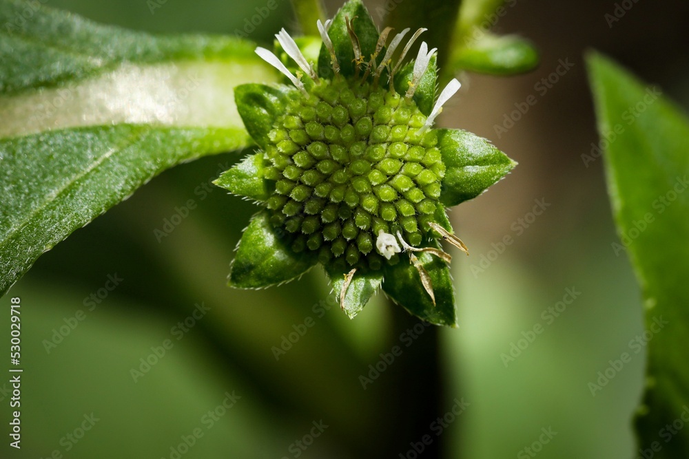False daisy. Eclipta prostrata. Eclipta alba. Bhringraj seed. Yerba de ...