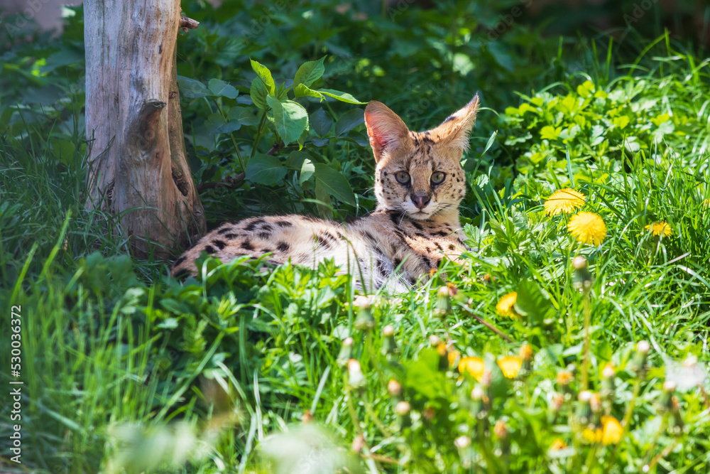 Serval - lies in the green grass near the tree and observes its ...