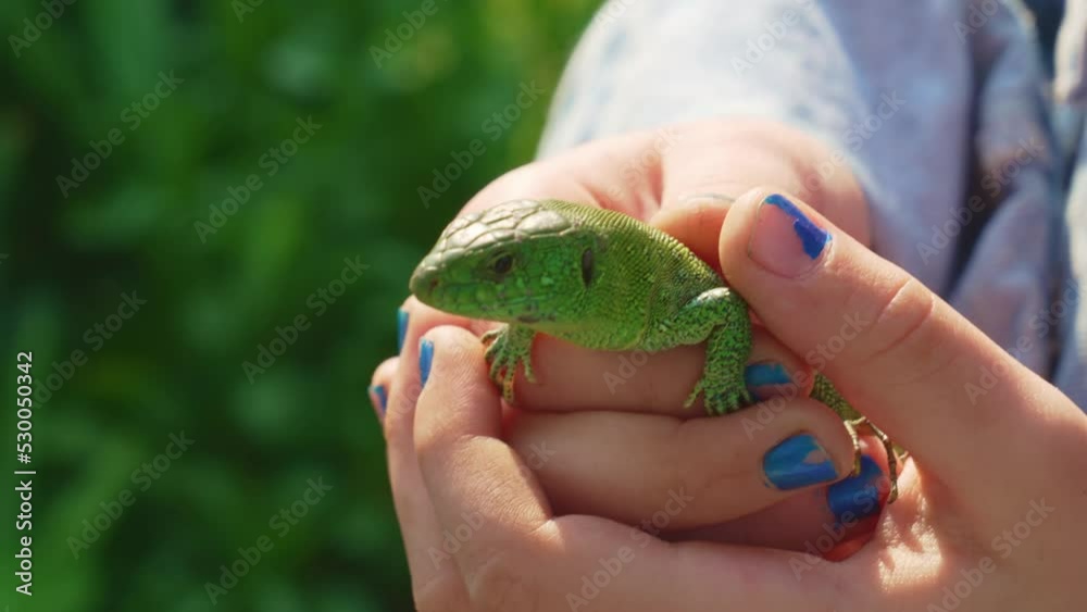 a little girl holding a small green lizard in her hands. lizards catch ...