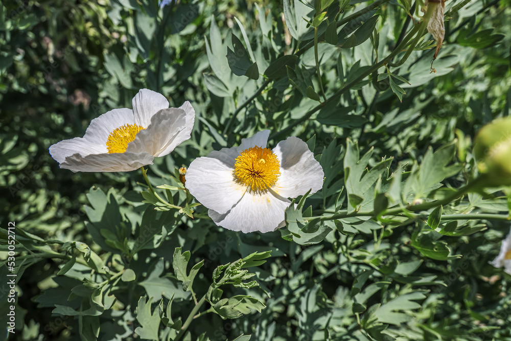 Romneya coulteri, the Coulter's Matilija poppy or California tree poppy ...