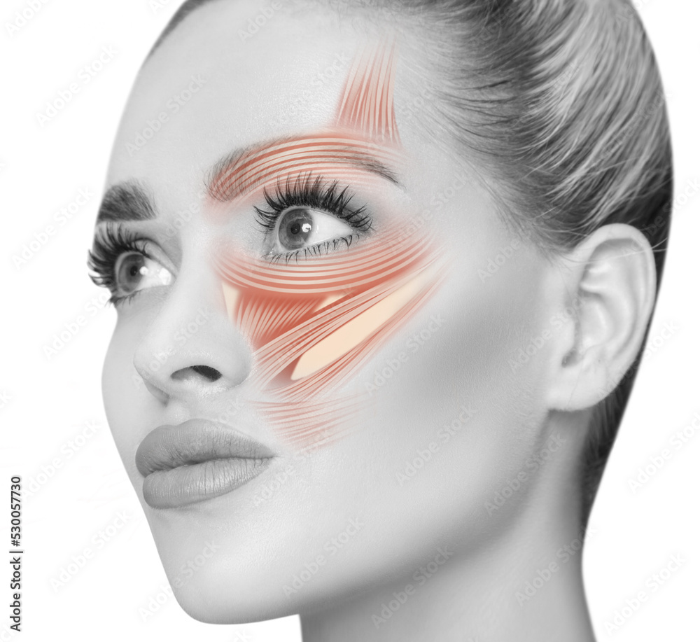 Young woman face with muscles structure under skin. Stock Photo | Adobe ...