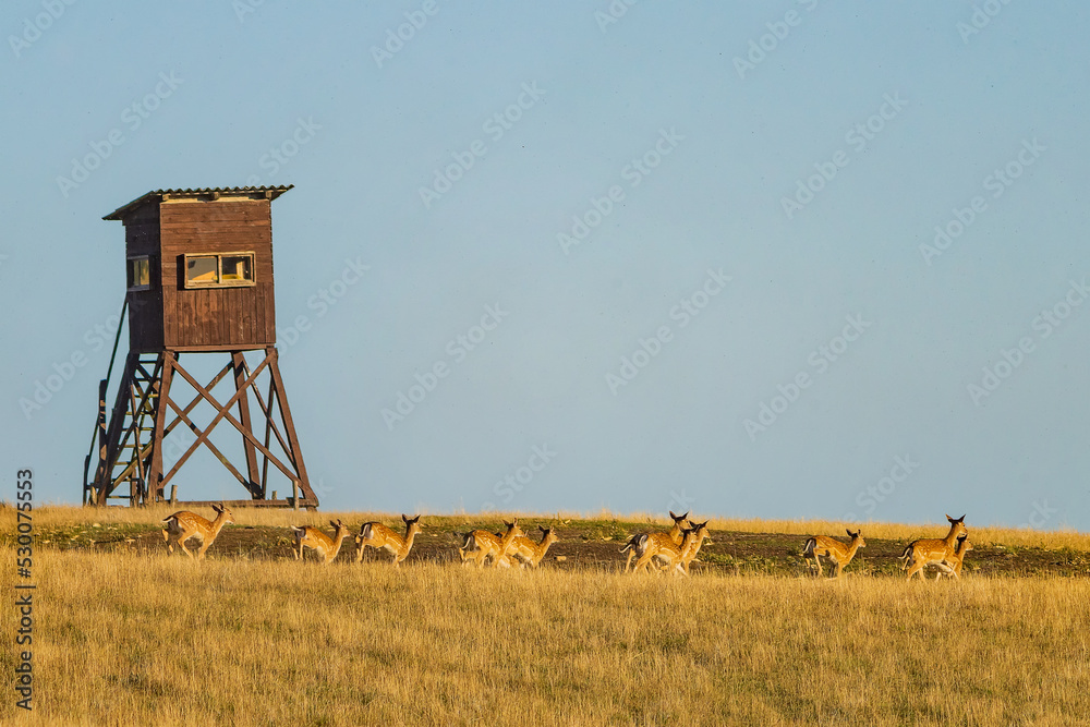 Dama is a genus of deer in the subfamily Cervinae, commonly referred to ...