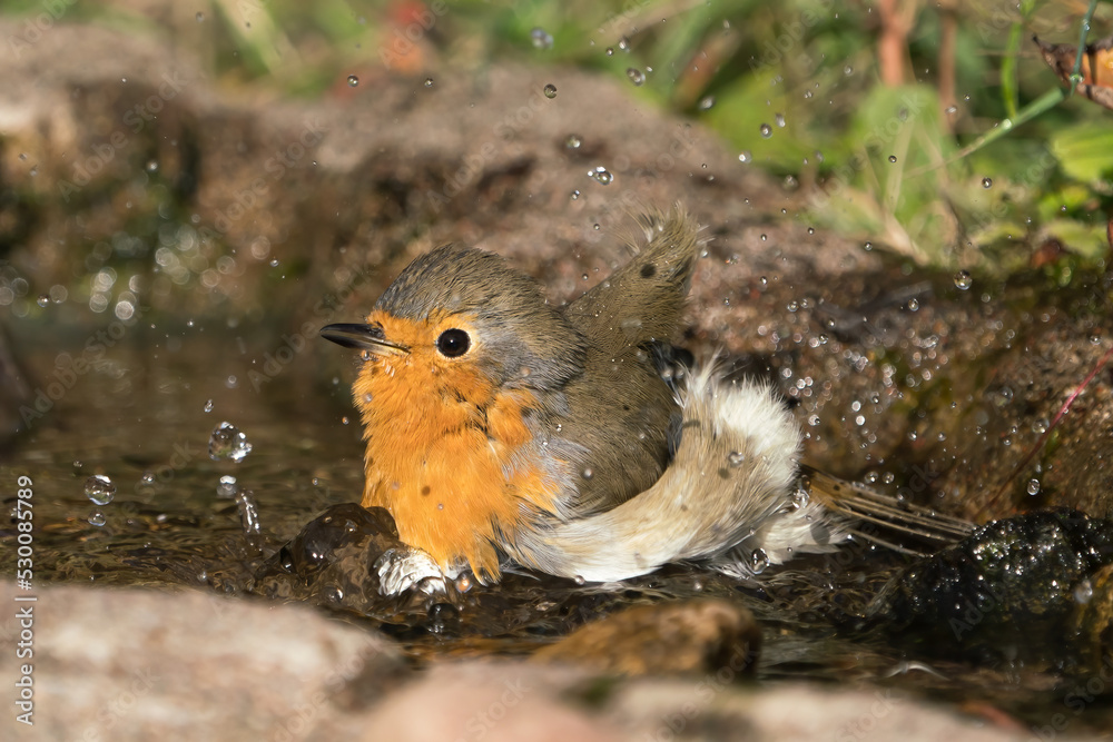 Side view of european red robin bathing in a birdbath with open beak ...