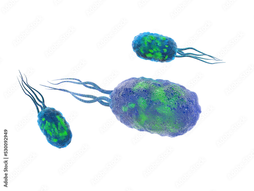 Bacteria carry small scavenger bacteria, transparent background, png ...