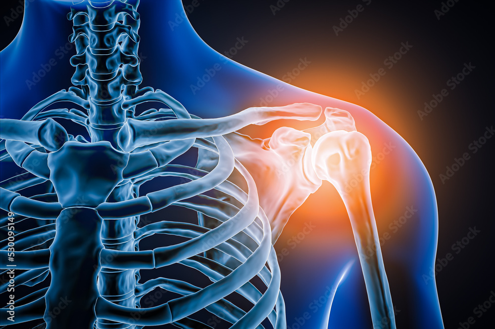 Anterior or front view of human shoulder joint and bones with ...